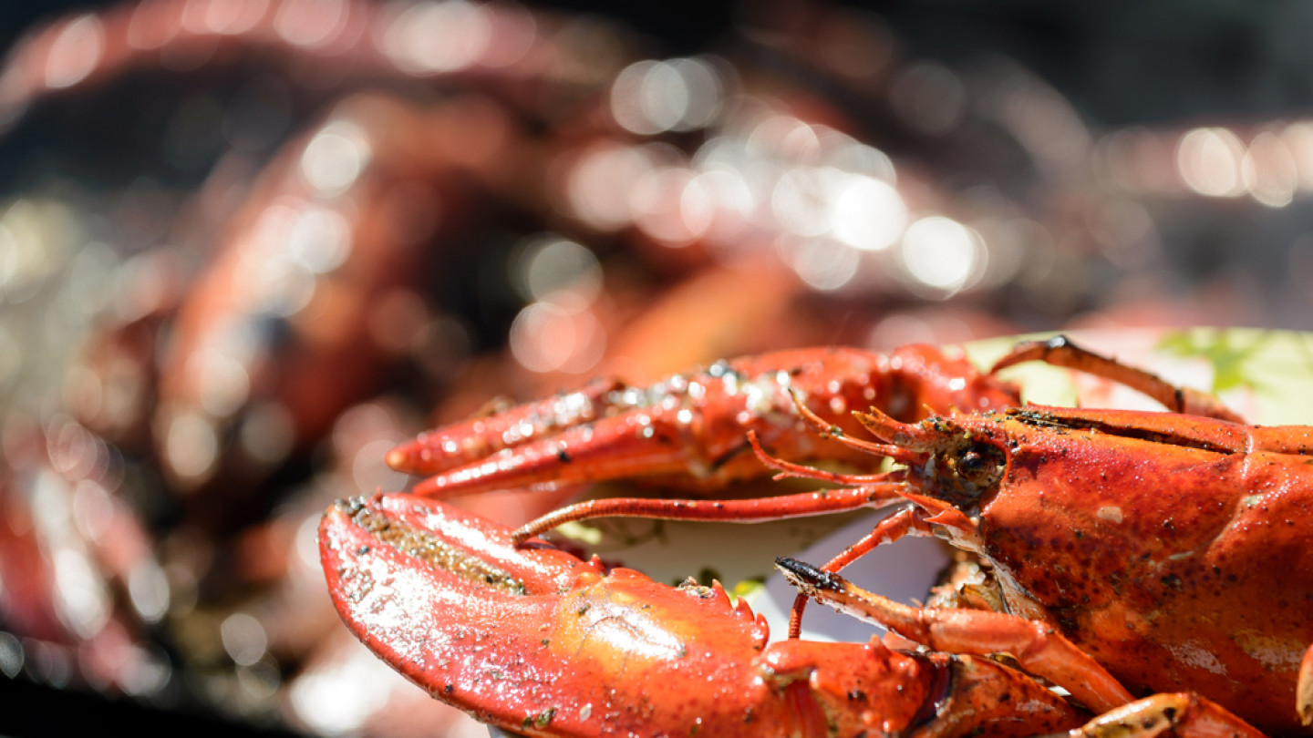 Our Seafood | David's Fish Market